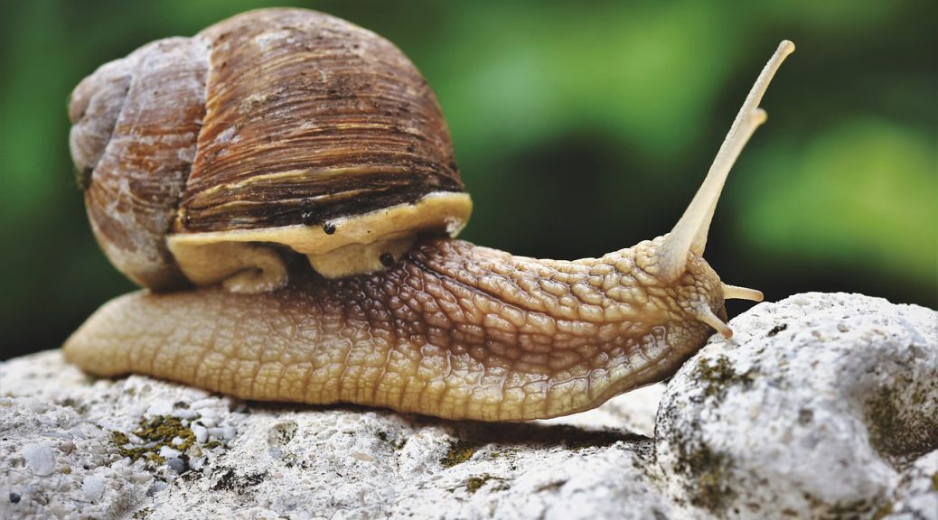 daniel.haxx.se | curl, open source and networking